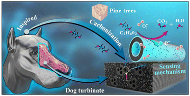 Biomimetic gas sensor derived from pine tree for highly sensitive and ...