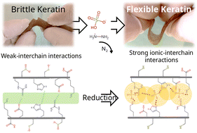 Flexible keratin hydrogels obtained by a reductive method - Materials ...