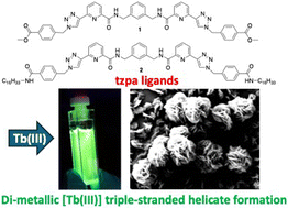 Lanthanide luminescent di-metallic triple-stranded helicates formed ...