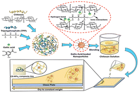 Sustainable bio-based active packaging films: enhancing chitosan with ...