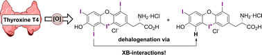 Oxidative cyclization and enzyme-free deiodination of thyroid hormones ...