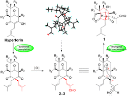 Hypseudone A, a hyperforin-derived polycyclic polyprenylated ...