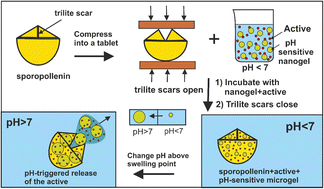 Stimulus triggered release of actives from composite microcapsules ...