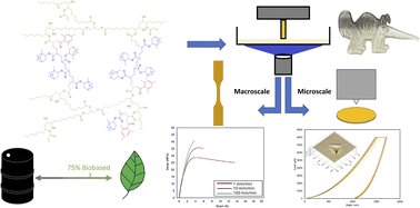 Multiscale mechanical characterization of biobased photopolymers ...