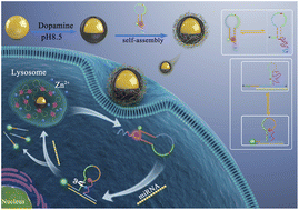 Detection of intracellular microRNA-21 for cancer diagnosis by a ...