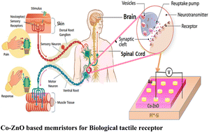 Cobalt-doped zinc oxide based memristors with nociceptor ...