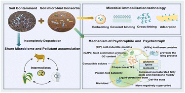 Application of cold-adapted microbial agents in soil contaminate ...