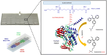 A multi-channel microfluidic platform based on human flavin-containing ...