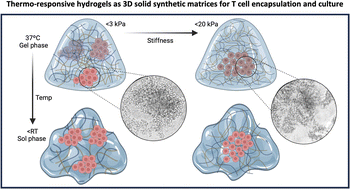 In vitro encapsulation and expansion of T and CAR-T cells using 3D ...
