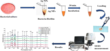 Surface-enhanced Raman spectroscopy for the study of interaction of an ...