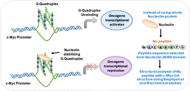 Structural analysis of peptide identified from the 2KRR domain of the ...