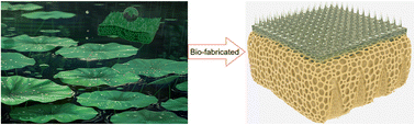 Lotus leaf-inspired thermal insulation and anti-icing topography - RSC ...