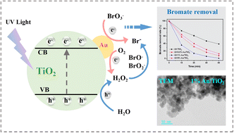 Enhanced photocatalytic removal of bromate in drinking water by Au/TiO2 ...