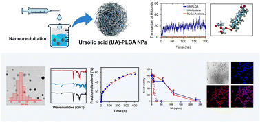 Development and in vitro evaluation of ursolic acid-loaded poly(lactic ...