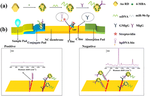 Efficient and accurate detection of GC-associated miR-96-5p using a ...