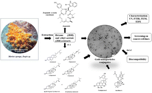 Synthesis and in vitro assessment of gold nanoparticles conjugated with ...