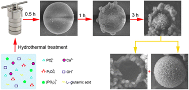 Crystallization of smooth amorphous calcium phosphate microspheres to ...