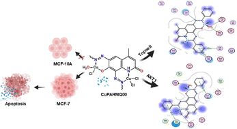 Apoptosis Human Immunodeficiency Virus 1 (HIV 1) Mediated Apoptosis: