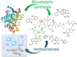 Harnessing biocatalysis as a green tool in antibiotic synthesis and ...