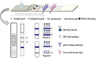 Effects on molecular interactions of hollow gold nanoparticles and ...
