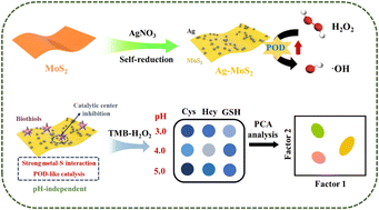 A simple Ag–MoS2 hybrid nanozyme-based sensor array for colorimetric ...