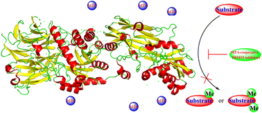 A review of the known MTA-cooperative PRMT5 inhibitors - RSC Advances ...