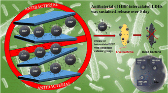Sustained antibacterial release of zwitterionic globular hyperbranched ...