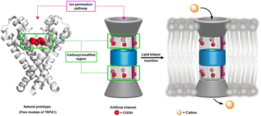 Synthetic cation channel: reconstructing the ion permeation pathway of ...