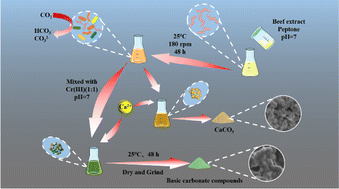 Efficient removal of Cr(iii) by microbially induced calcium carbonate ...