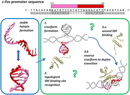 Polymorphic potential of SRF binding site of c-Fos gene promoter: in ...