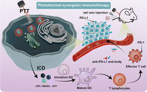 Biomimetic nanoparticles with red blood cell membranes for enhanced ...