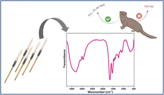 Discrimination of mongoose hair from domestic cattle hair, human hair ...