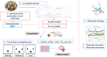 Cognitive-enhancing effect of Cordia dichotoma fruit on scopolamine-induced cognitive impairment ...