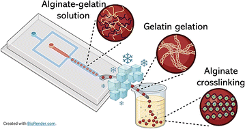Thermo-controlled microfluidic generation of monodisperse alginate ...