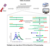 Multiplex one-step direct asymmetric PCR of blood and dual-labelled ...