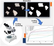 Assessing the swelling behavior of oil paint in fatty acid methyl ...