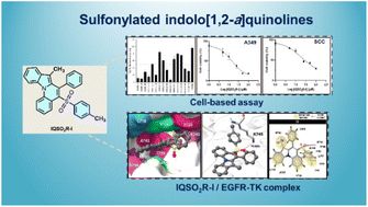 Identification of sulfonylated indolo[1,2-a]quinolines as EGFR tyrosine ...