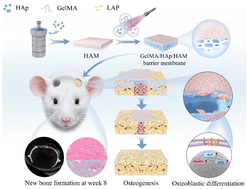 Composite barrier membrane for bone regeneration: advancing biomaterial ...
