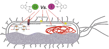 Modulation of the mechanism of action of antibacterial silver N-heterocyclic carbene complexes ...