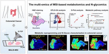 Spatially-resolved characterization of the metabolic and N-glycan ...