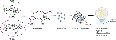 Injectable carboxymethyl chitosan/oxidized dextran hydrogels containing ...