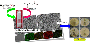 Exploring the efficient antimicrobial applications of a novel ...