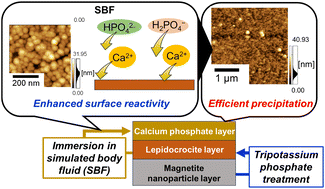 Surface treatment of magnetite nanoparticle thin films with potassium ...
