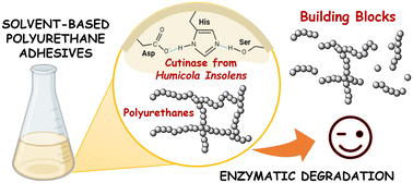 Enzyme-catalyzed polyurethane adhesive degradation - Reaction Chemistry ...