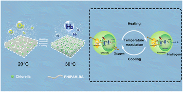 Temperature modulated sustainable on/off photosynthesis switching of ...