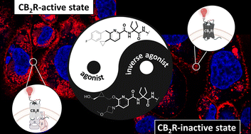 Visualization of membrane localization and the functional state of CB2R ...