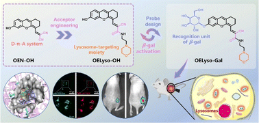 High-fidelity imaging of a tumour-associated lysosomal enzyme with an ...