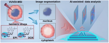 AI-assisted mass spectrometry imaging with in situ image segmentation ...