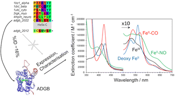 The circularly permuted globin domain of androglobin exhibits atypical ...