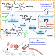 Anticancer approach by targeted activation of a global inhibitor of ...